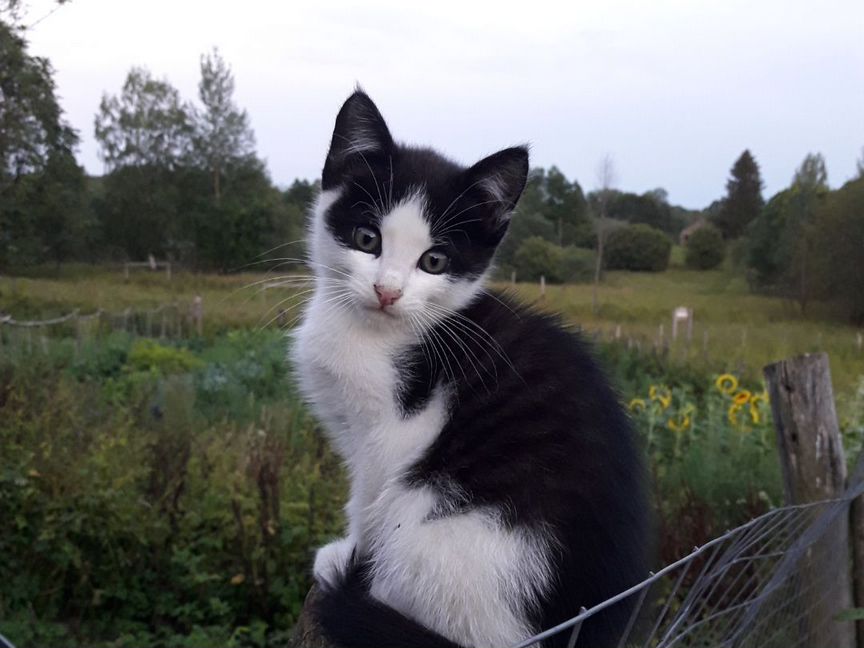 Котята