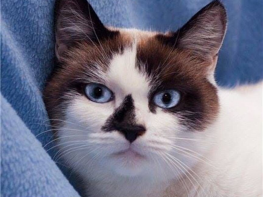 В добрые руки Сношу-шу