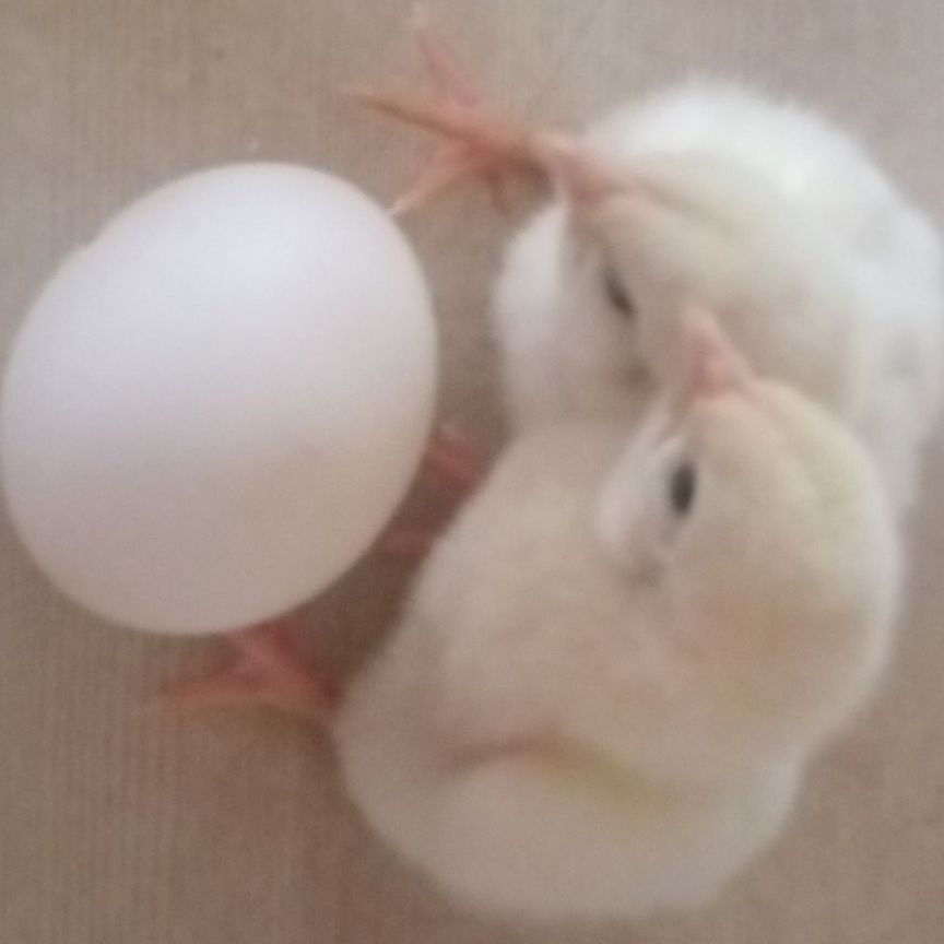 Цыплята бройлеры суточные