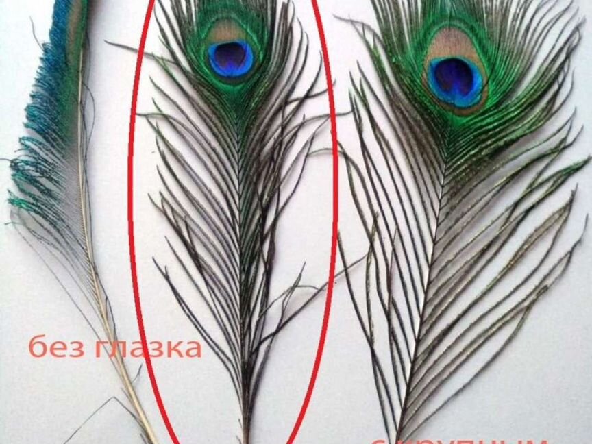 Перья Павлина натуральные