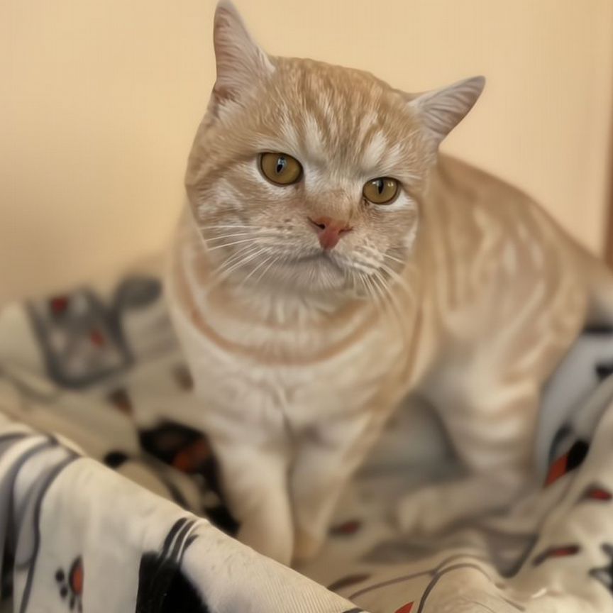 Взрослый кот в добрые руки