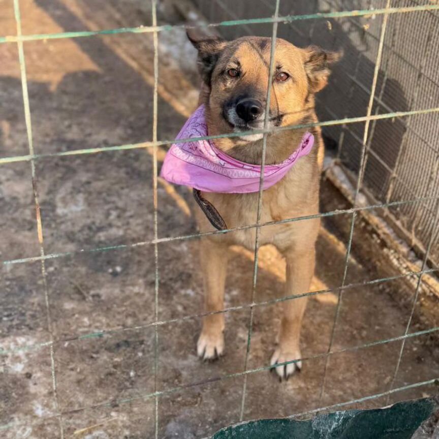 Ларочка ищет дом