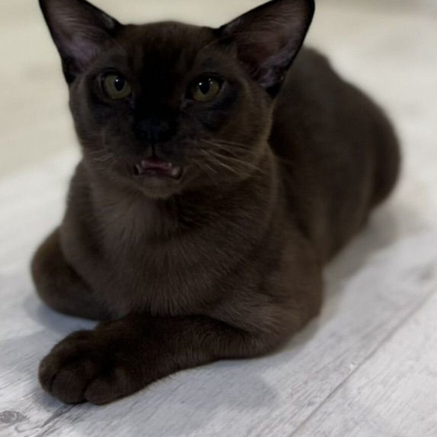 Европейский бурманский котёнок