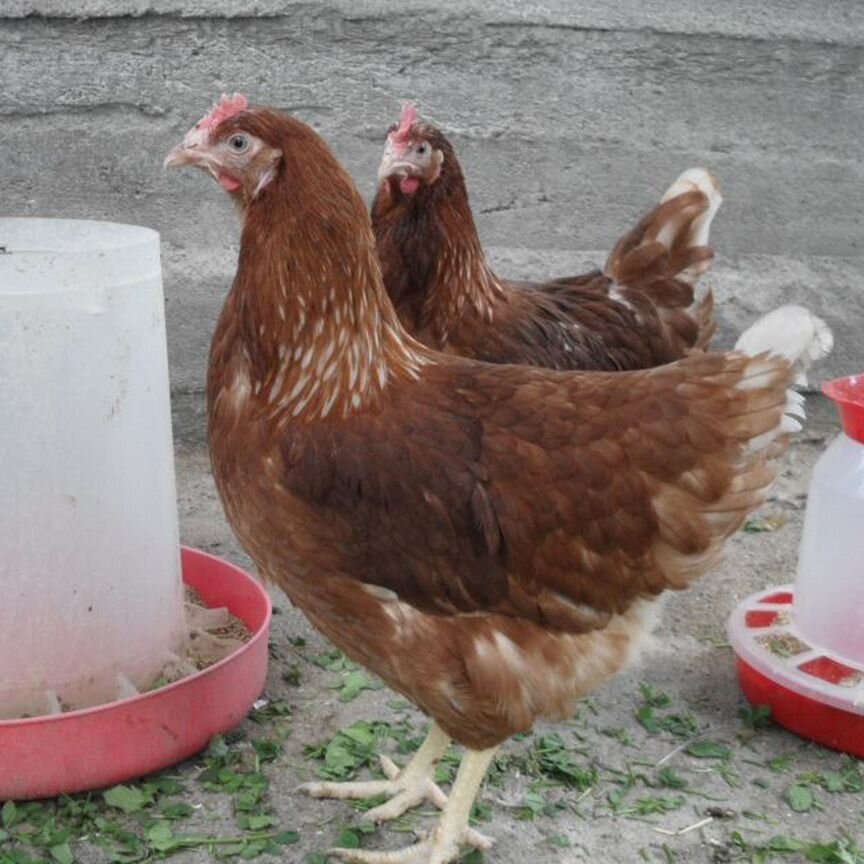 Куры молодки Родонит