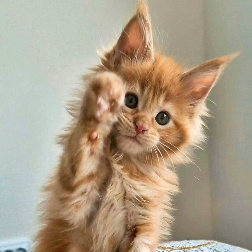 Котята мейн-кун