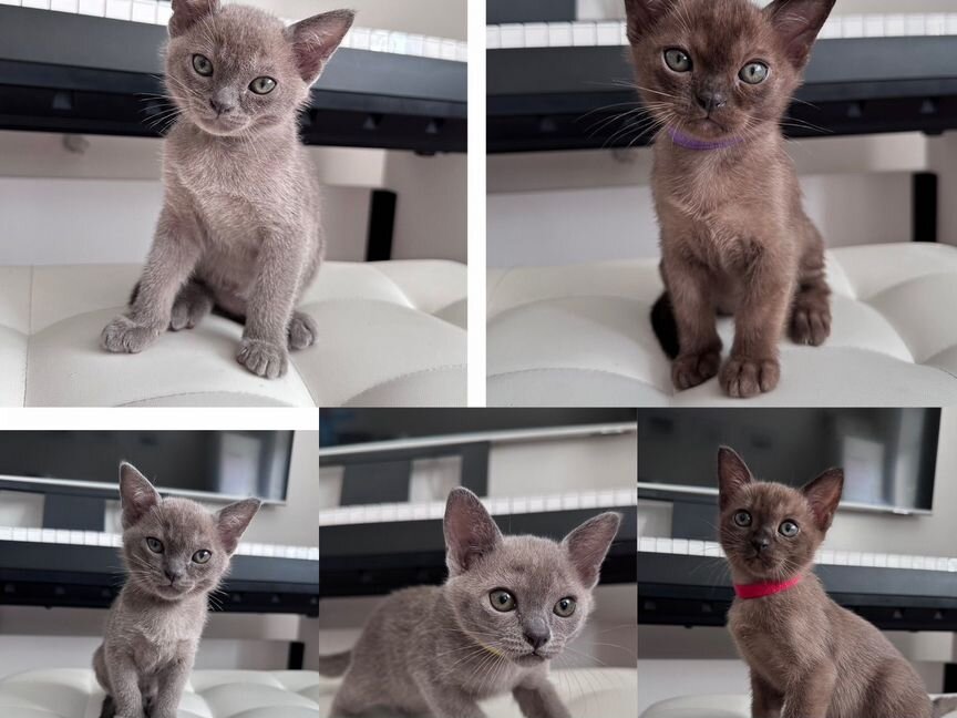 Бурманские котята