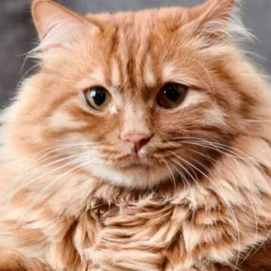 Сибирский котик