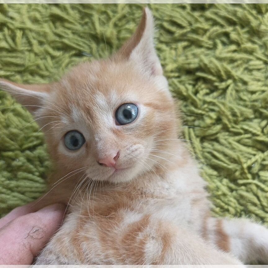 Котёнок
