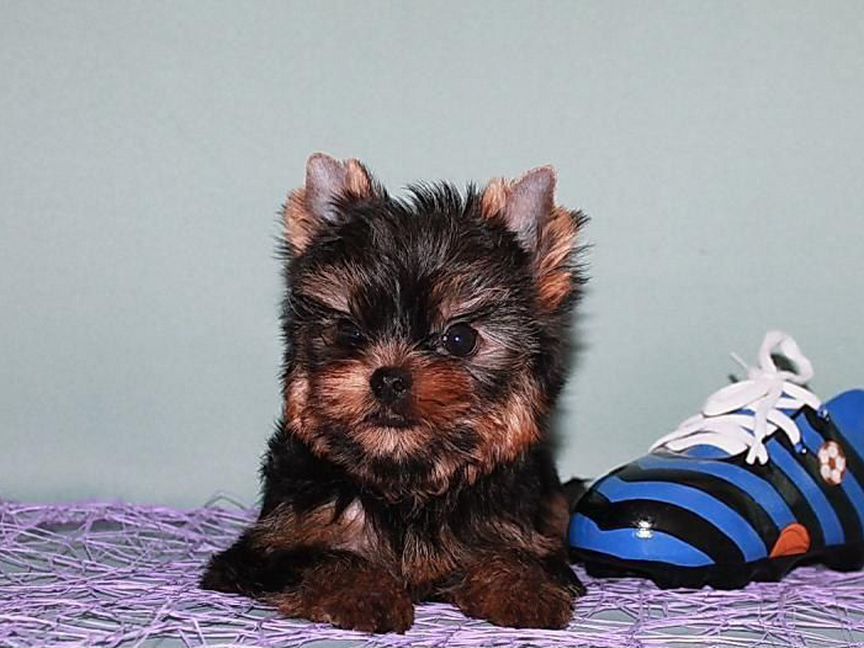 Йоркширский терьер