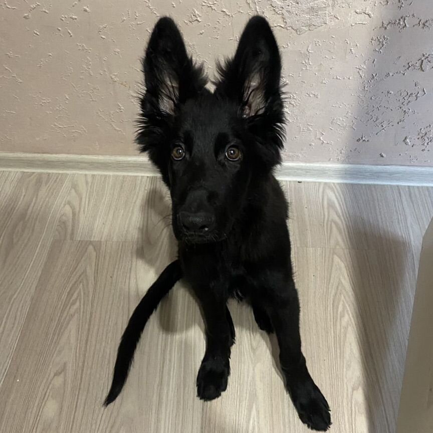 Немецкая овчарка, щенок