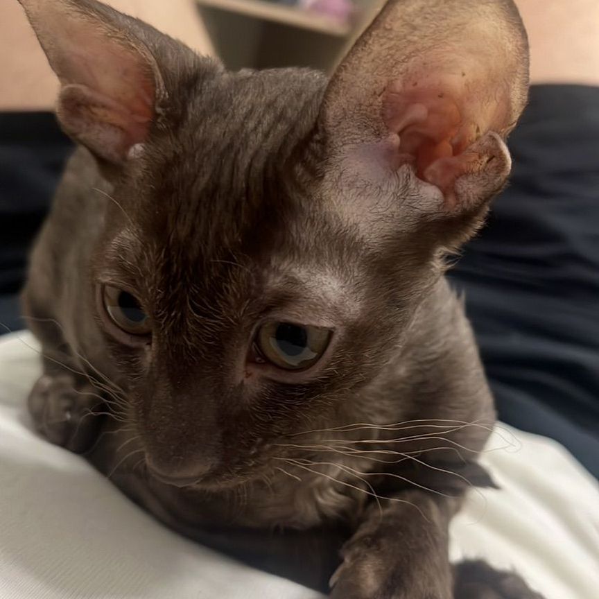Кошки