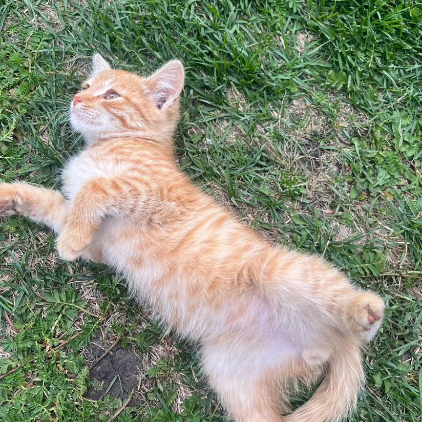 Рыжулик котенок