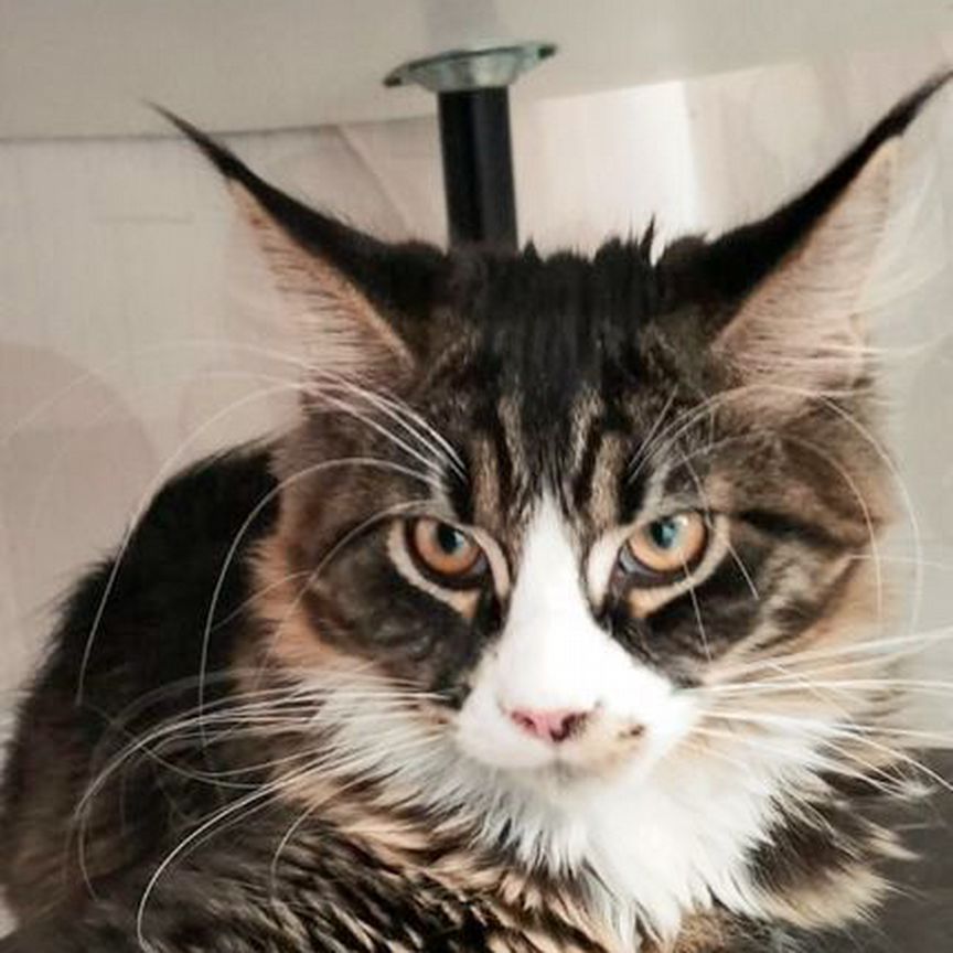 Мейн кун мальчик 4 месяца