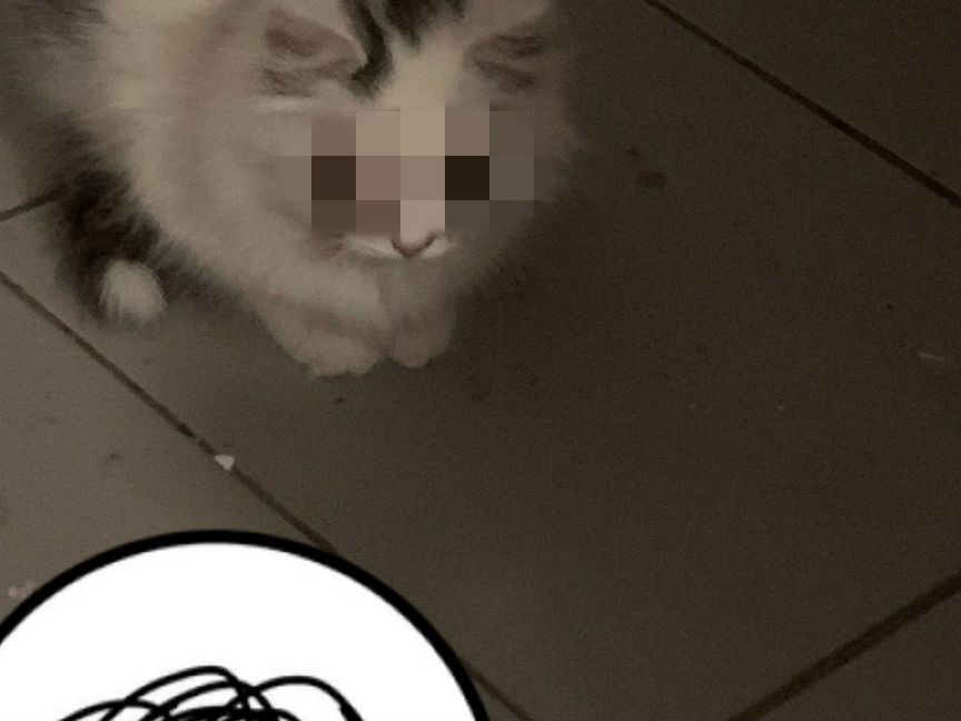 Слепой котёнок мальчик в добрые руки