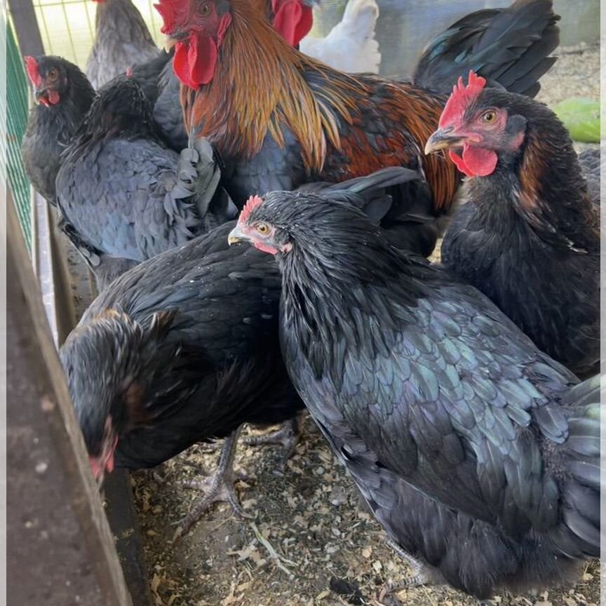 Продам кур чурно-медный маран