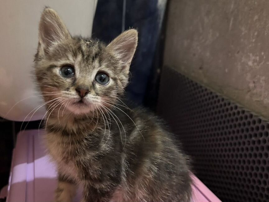 Котенок в добрые руки