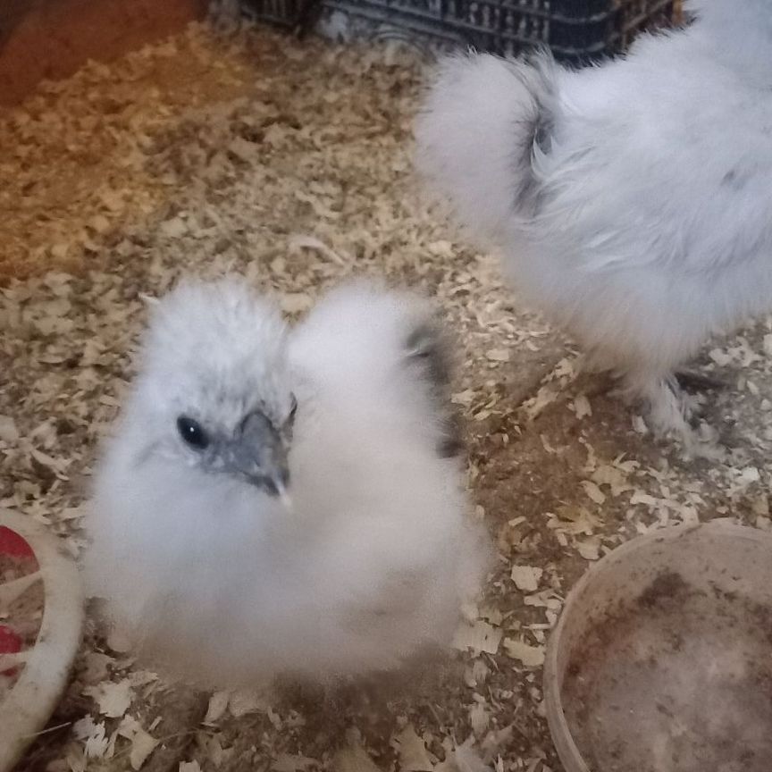 Домашняя птица цыплята