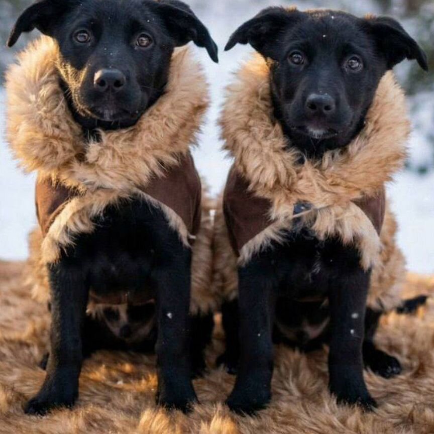 Щенок в добрые руки