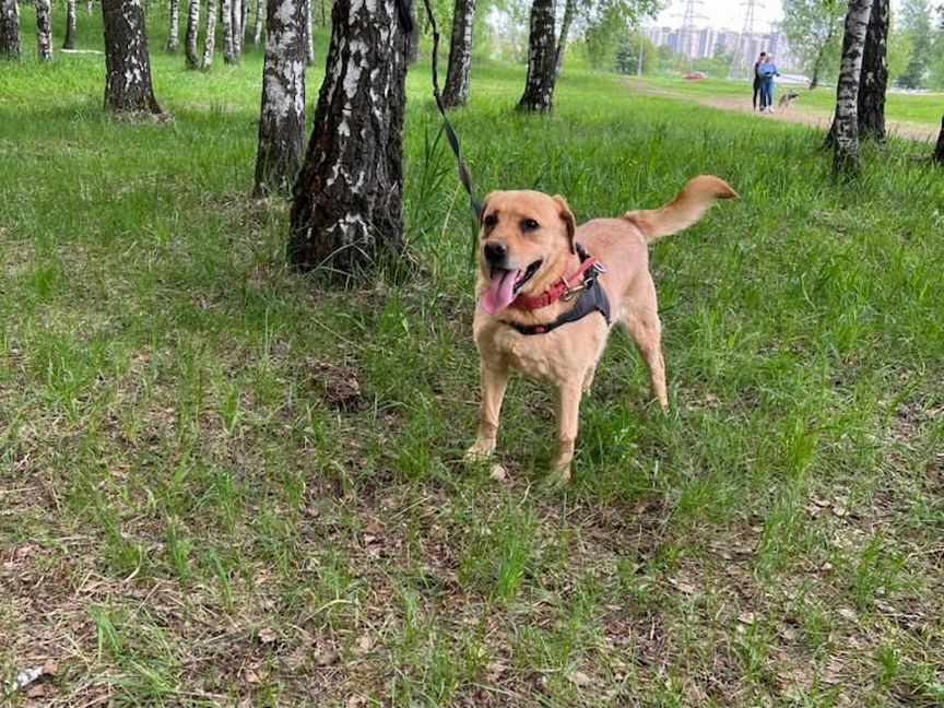 Метис лабрадора