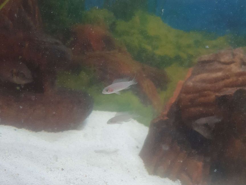 Принцесса бурунди