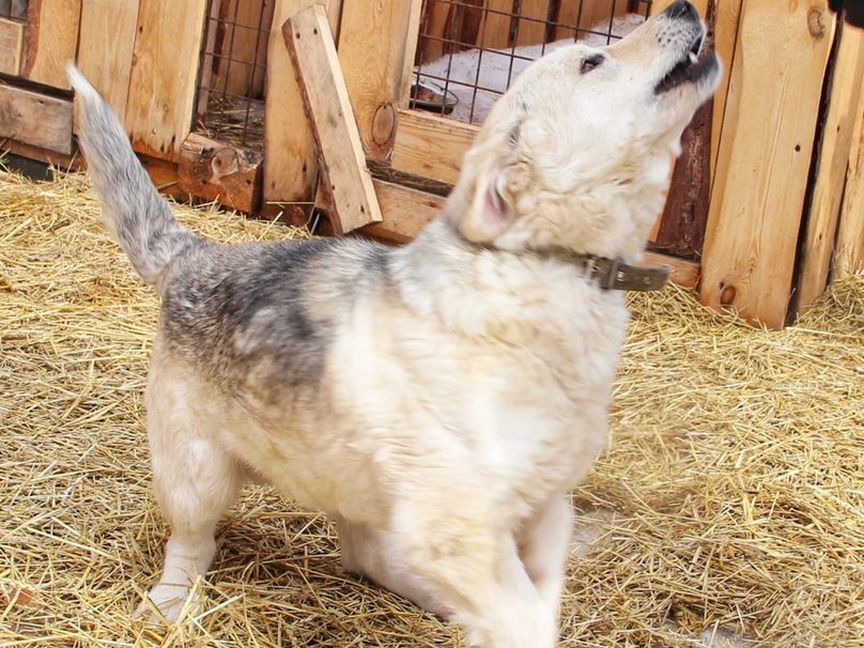 В добрые руки