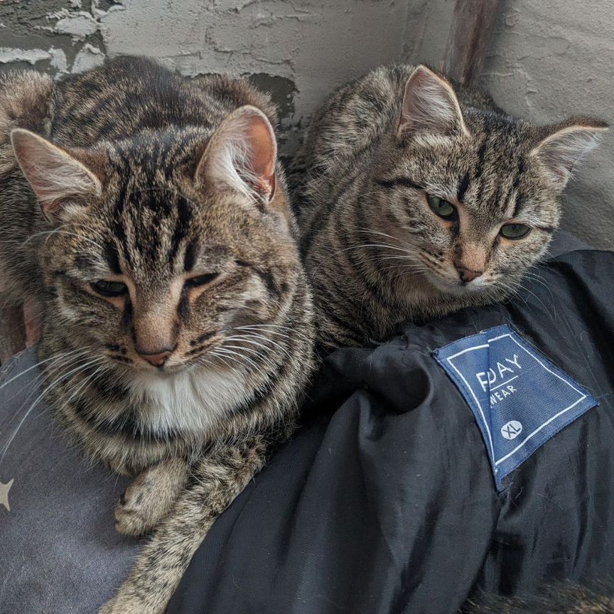 Взрослая, Девочка кошка в добрые руки