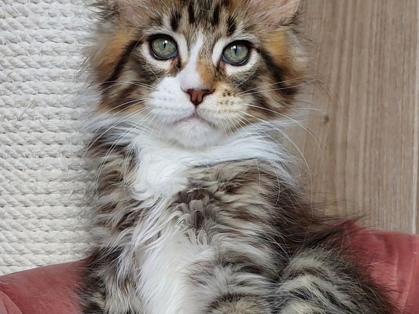 Котята мейн-кун