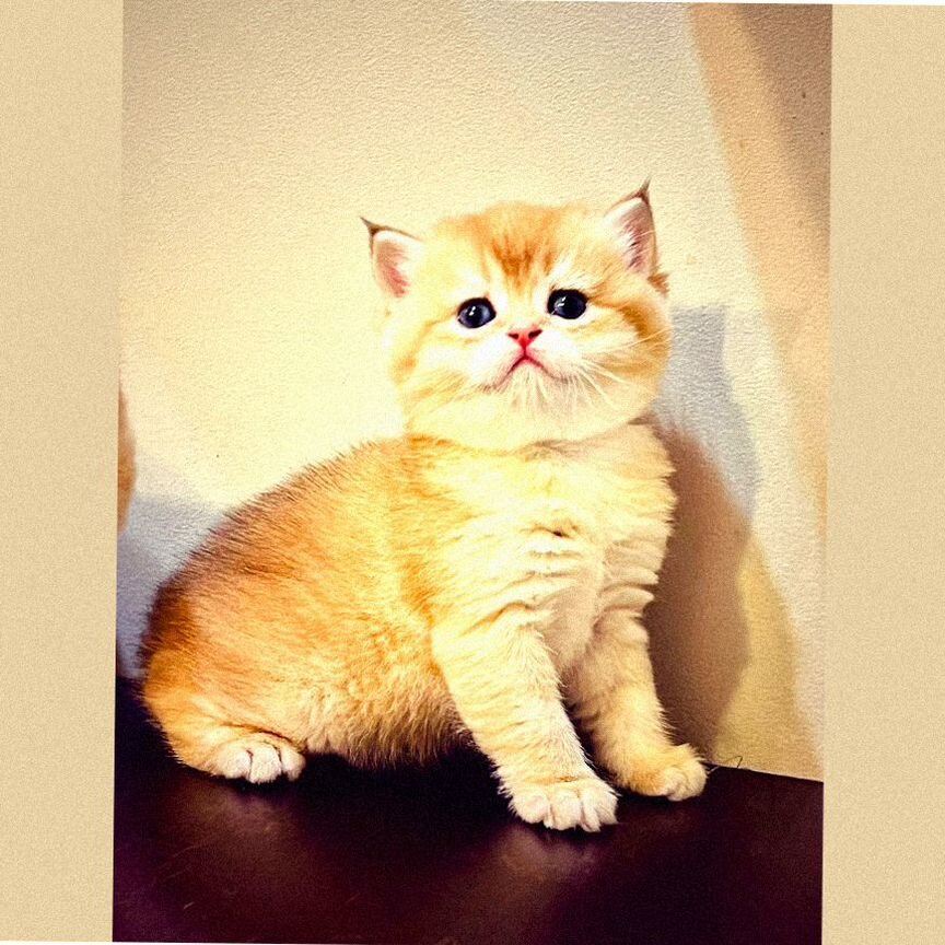 Котята британская золотая шиншилла