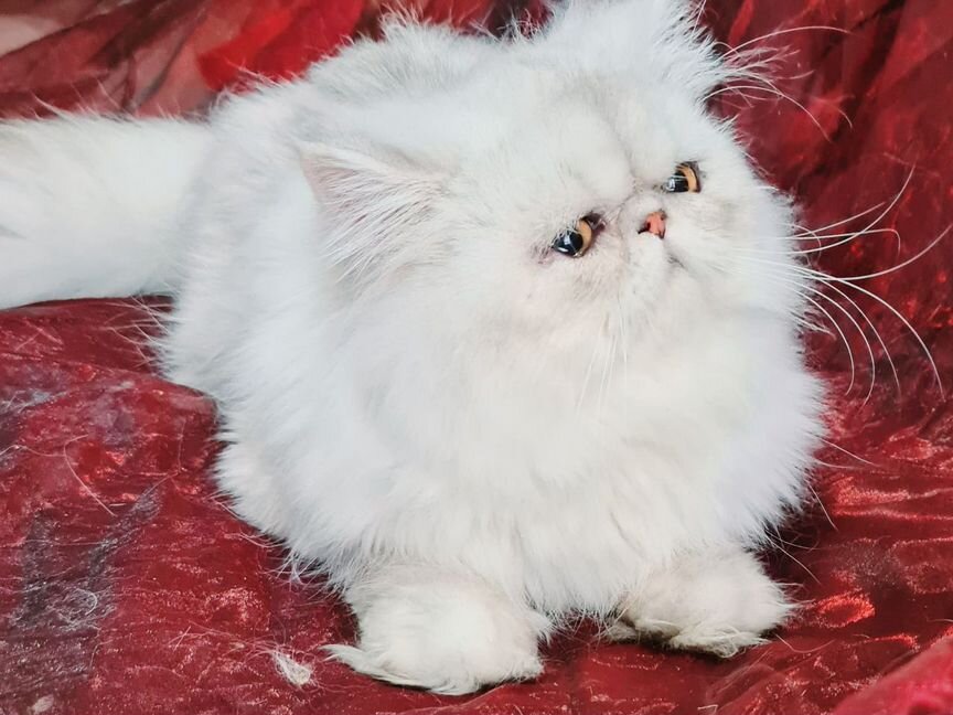 Персидский принц