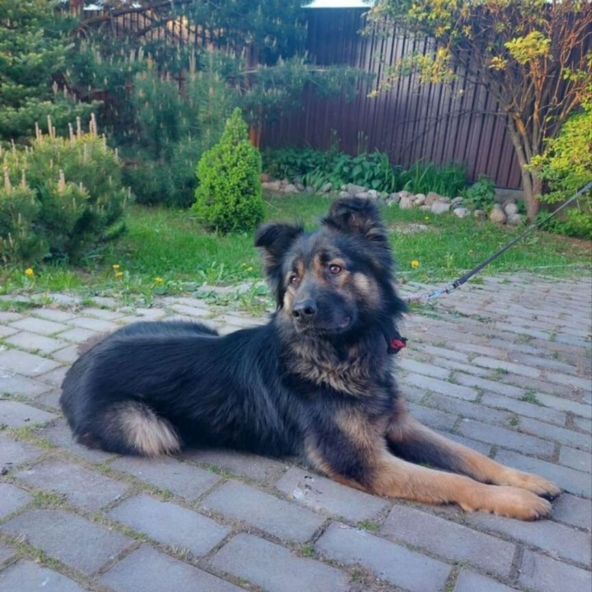 Немецкая овчарка метис