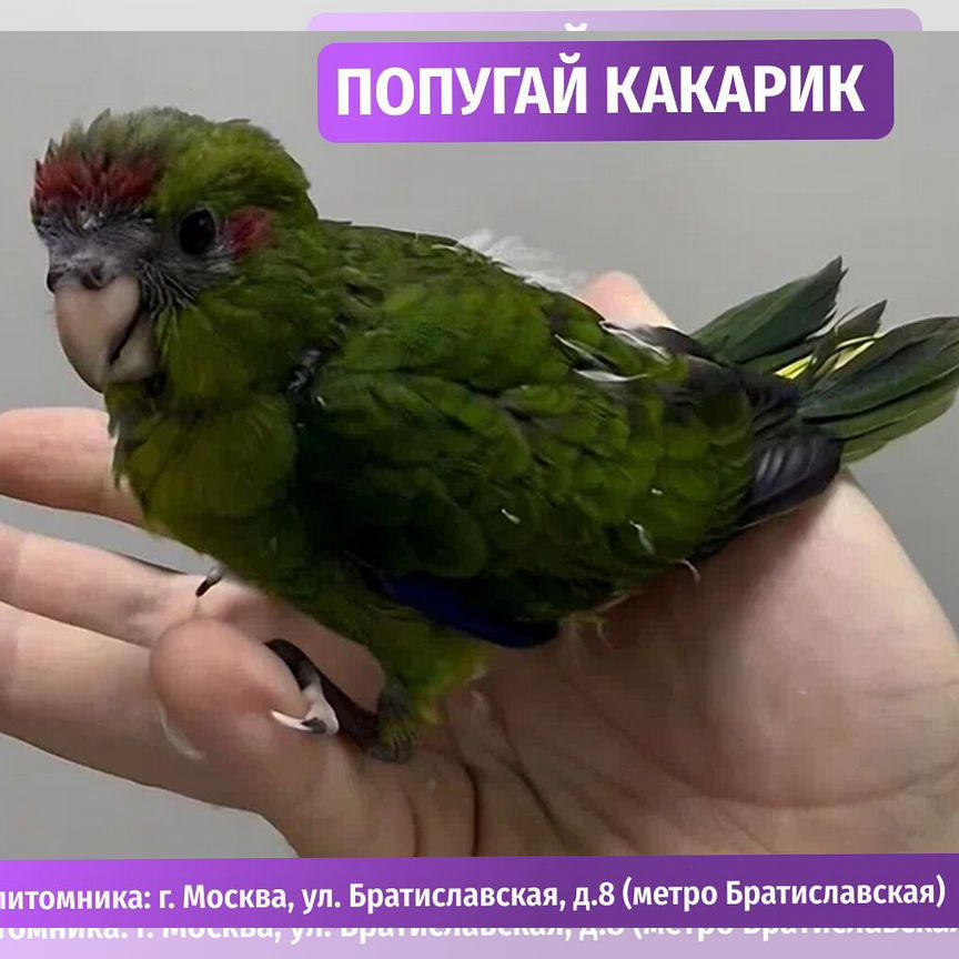 Попугай Какарик