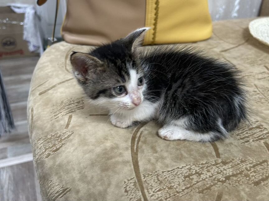 Котенок в добрые руки