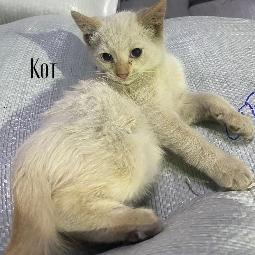 Белые голубоглазые котята