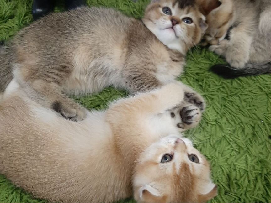 Шотландские котята
