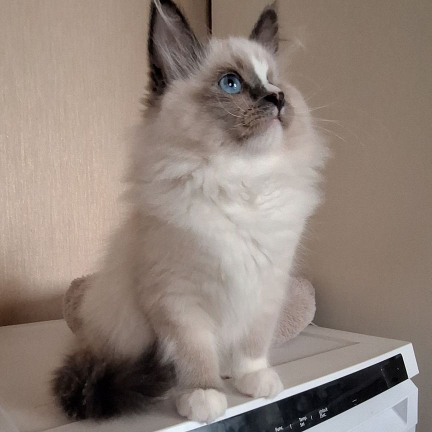 Невский маскарадный котёнок