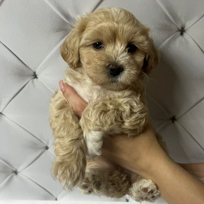 Мальтипу, щенок