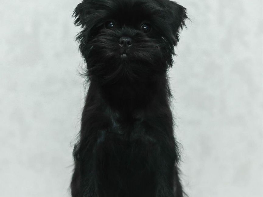 Щенки аффенпинчер