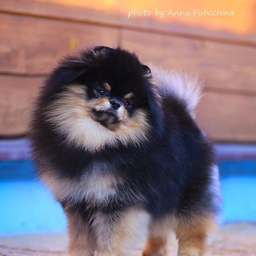 Чемпион для вязок