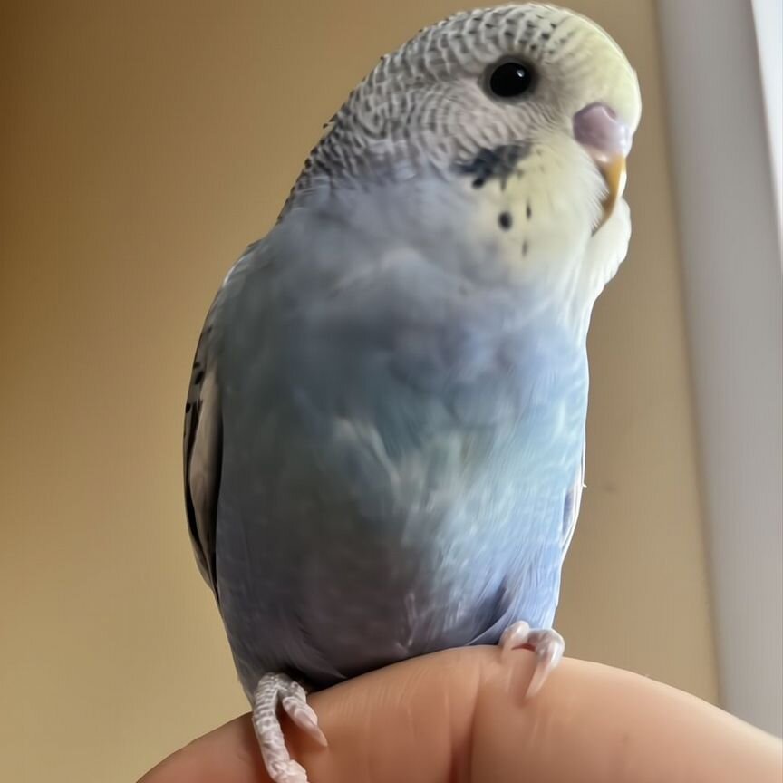 Птенец волнистый попугай мальчик