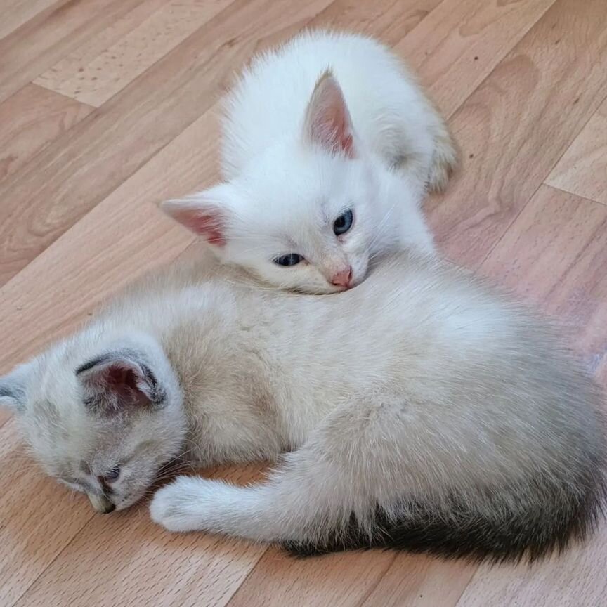 Тайский котёнок