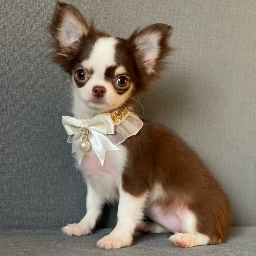 Чихуахуа, щенок