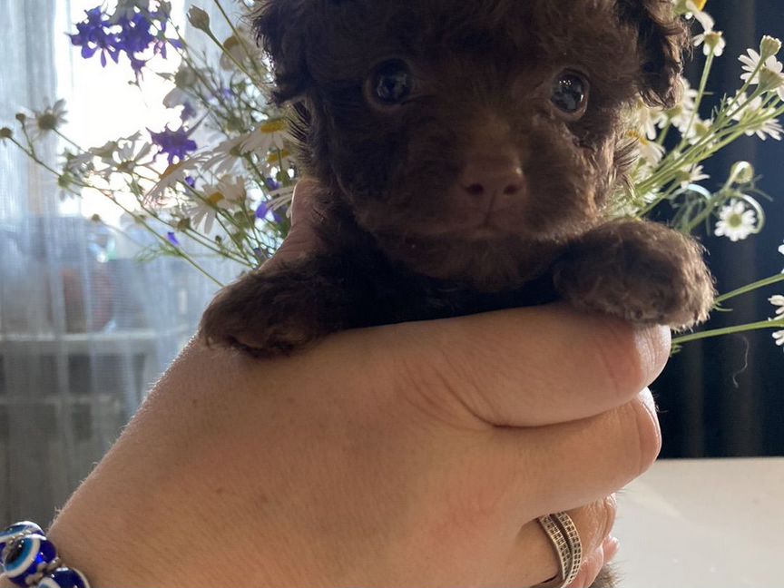 Кудрявые малыши