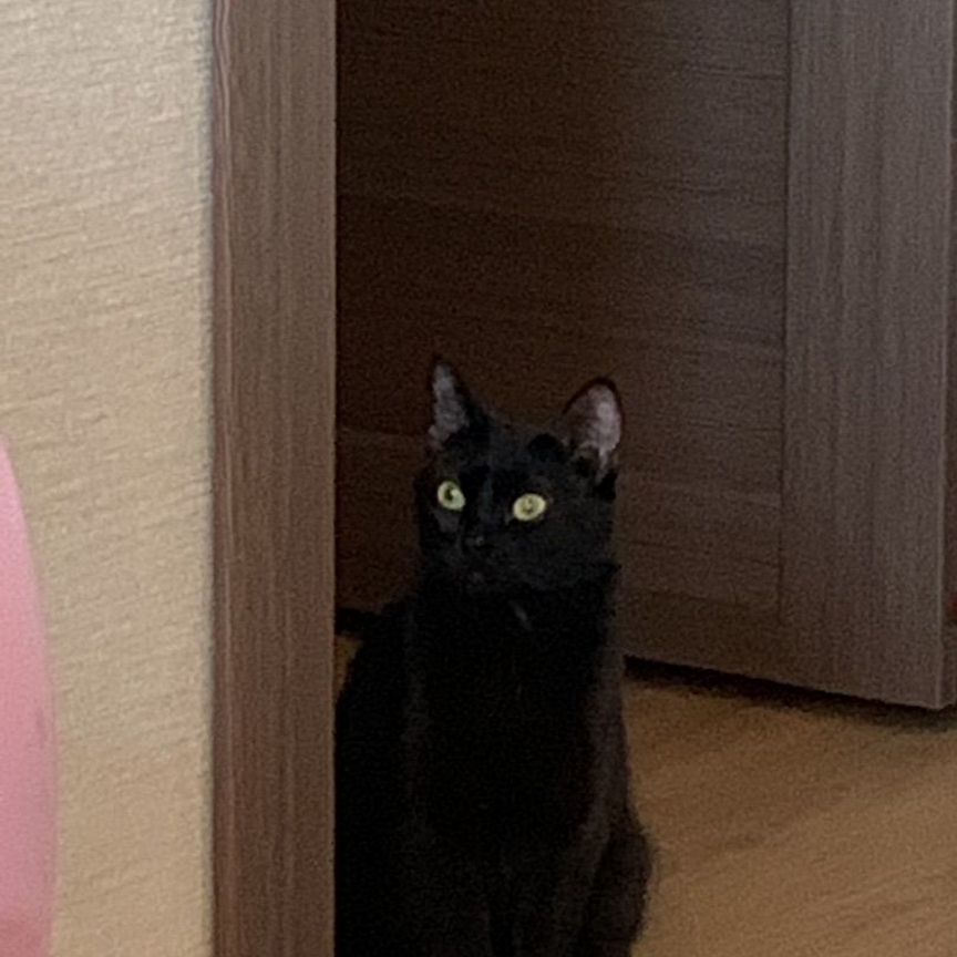 Кошка ищет любящих хозяев