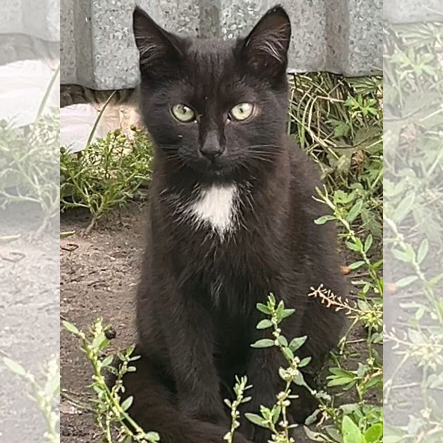 Черный котенок в добрые руки