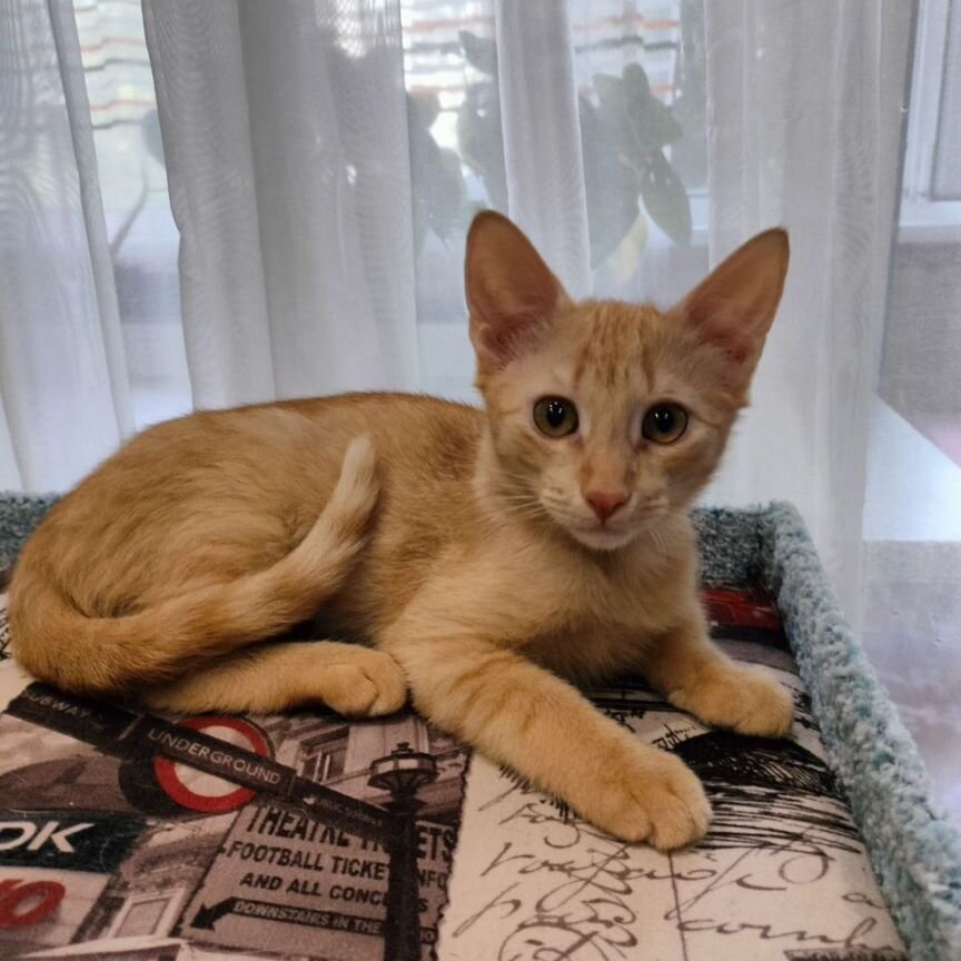 Милый котик Марсель, 4 мес