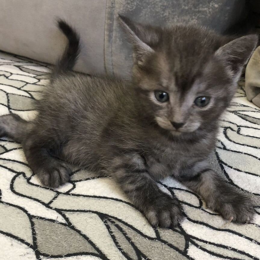 Котёнок в добрые руки