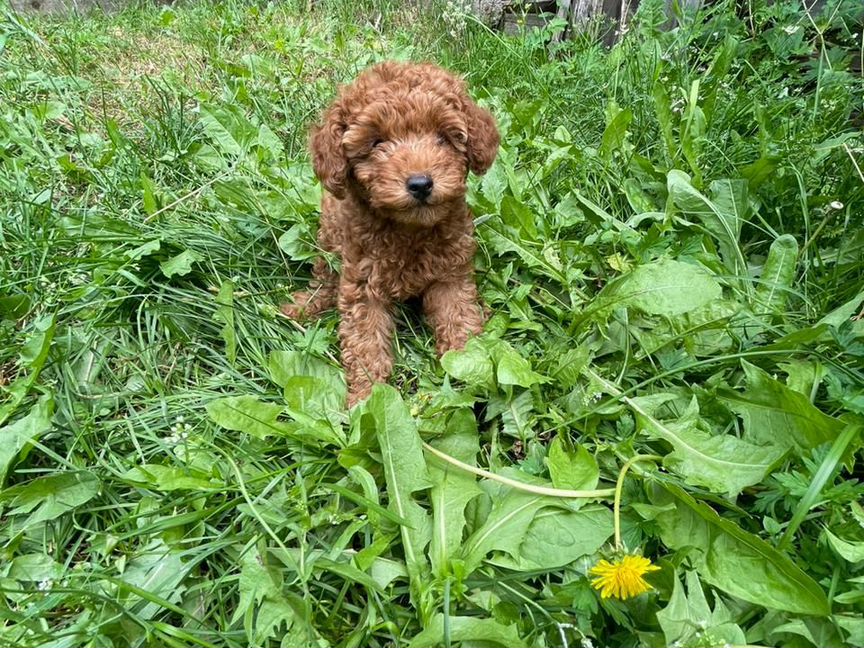 Той-пудель красный щенки