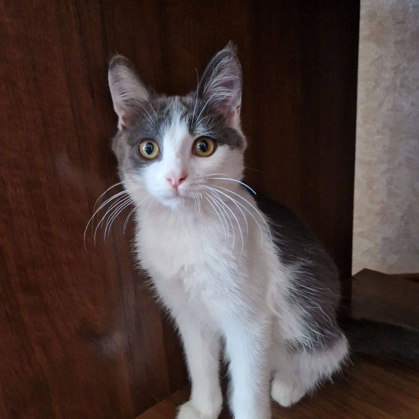 Котенок 4 мес стерилизован