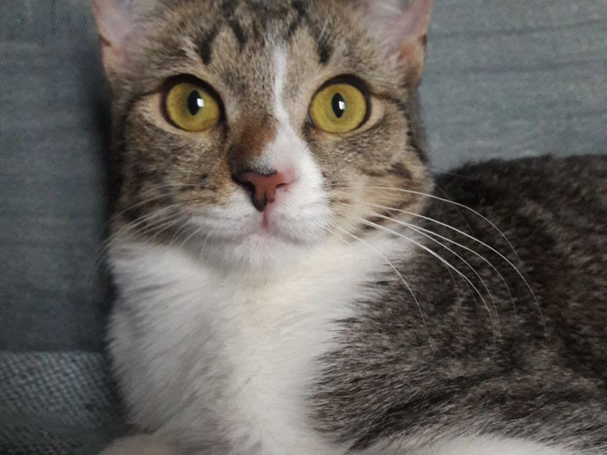 Кошка Куница