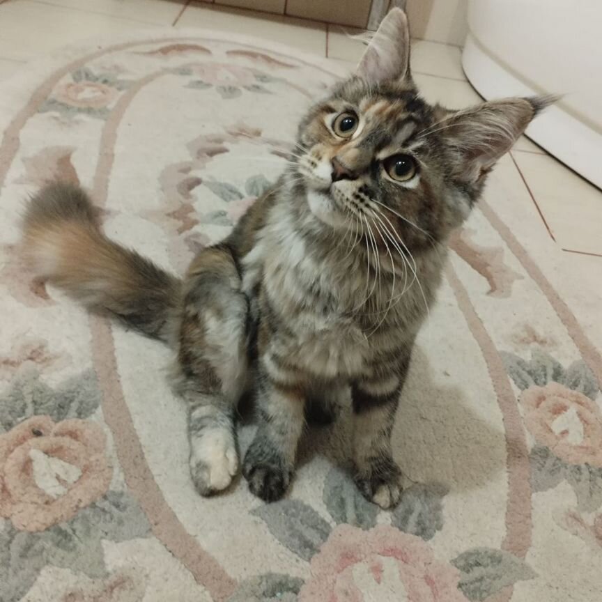 Отдам кошку Мейкун